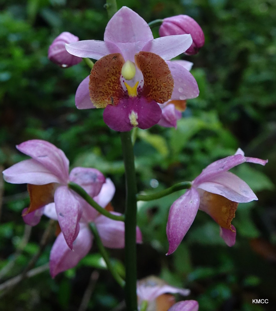 Gastrorchis (Orchids of Analamazaotra & Ranomafana Parks) · iNaturalist