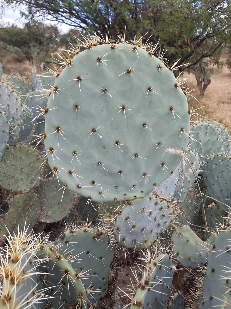nopal tapón from 76229 Qro., México on October 6, 2023 at 03:37 PM by ...