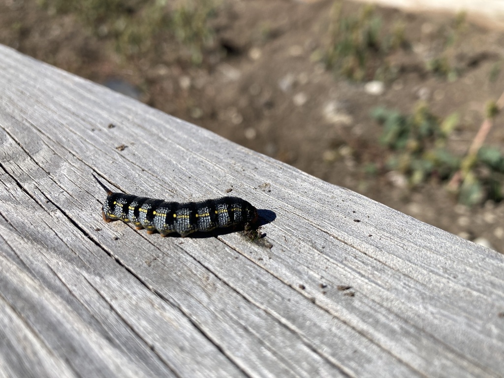 White-lined Sphinx in October 2023 by Charlie Justus · iNaturalist