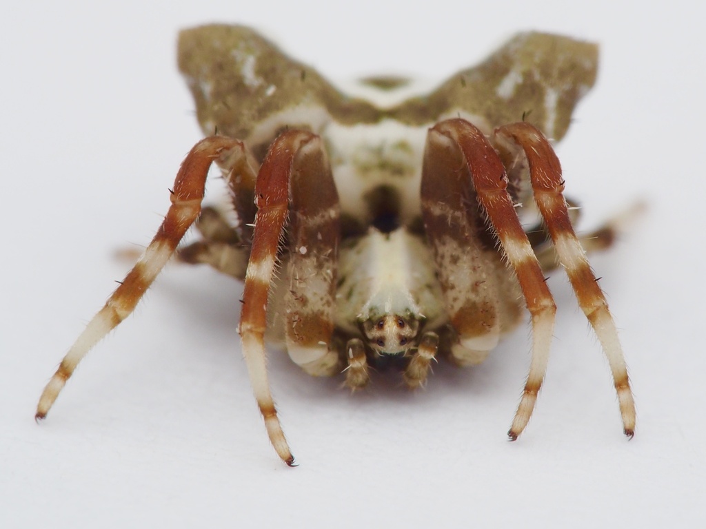 Celaenia olivacea from North Island, Kaeo, Northland, NZ on September ...