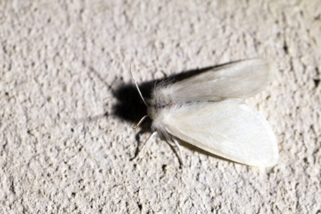 Leucoma flavosulphurea from Янгикурганский район, Узбекистан on ...