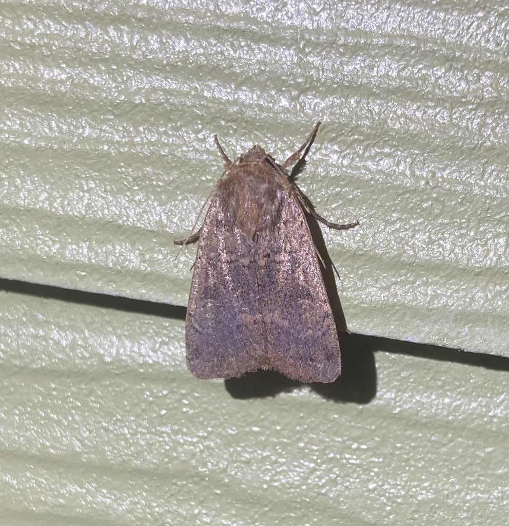 Cutworms and Dart Moths in October 2023 by Hannah. oo25 · iNaturalist