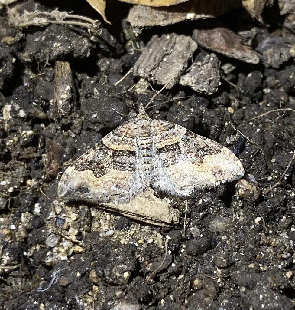 Xanthorhoe defensaria in October 2023 by Hannah. oo1 · iNaturalist