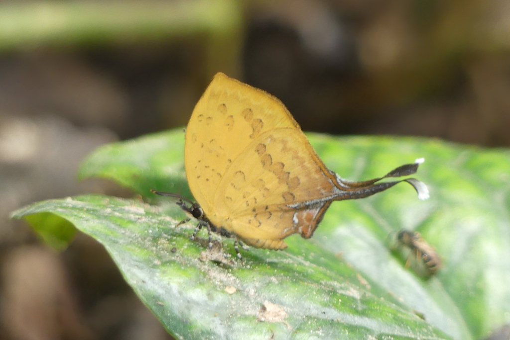 Branded Yamfly from RW8F+PJ9, Suthep, Mueang Chiang Mai, Province de ...