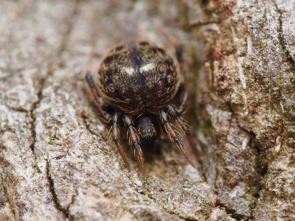 Hadrotarsinae from North Island, Kaeo, Northland, NZ on September 21 ...