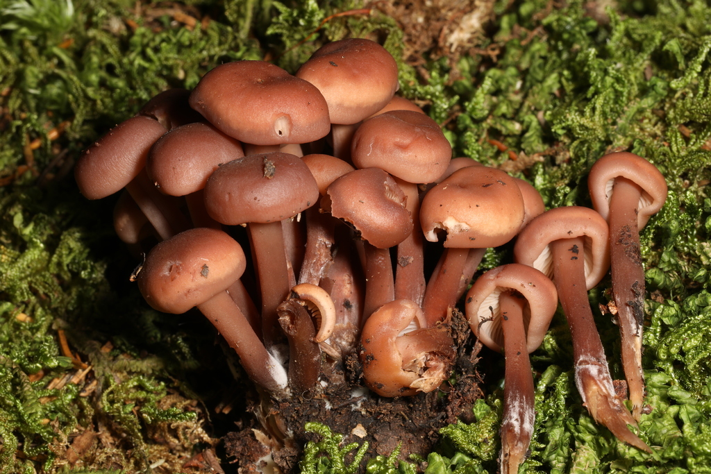 Cluster Cap from 1584 Blackwater Lodge Rd, Davis, WV 26260, USA on ...