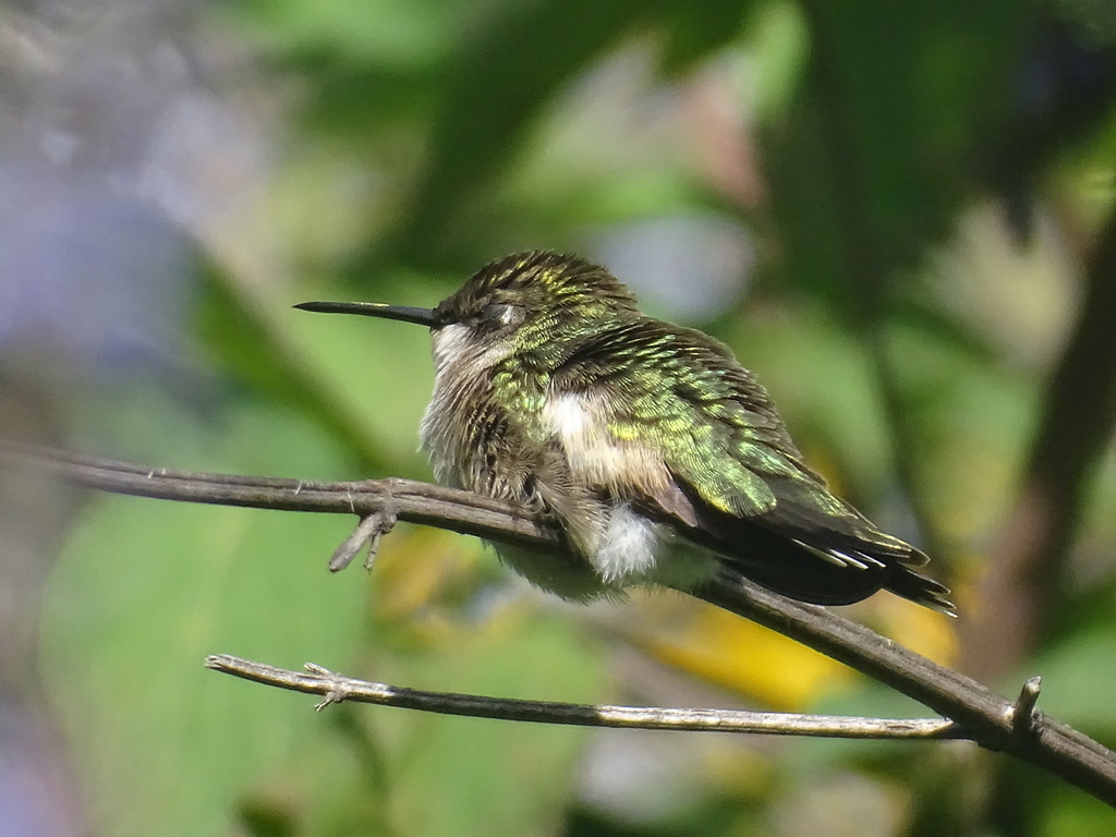 Hummingbirds in October 2023 by Anayeli Guzmán Enríquez · iNaturalist