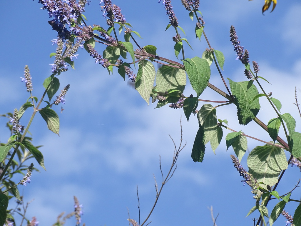 Wild Sage in October 2023 by Anayeli Guzmán Enríquez · iNaturalist