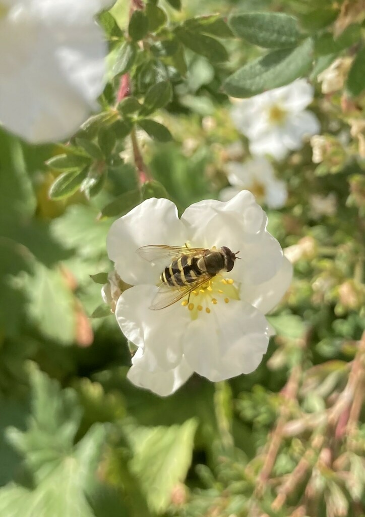 Common Flower Flies from Douglasdale, Calgary, AB T2Z, Canada on ...