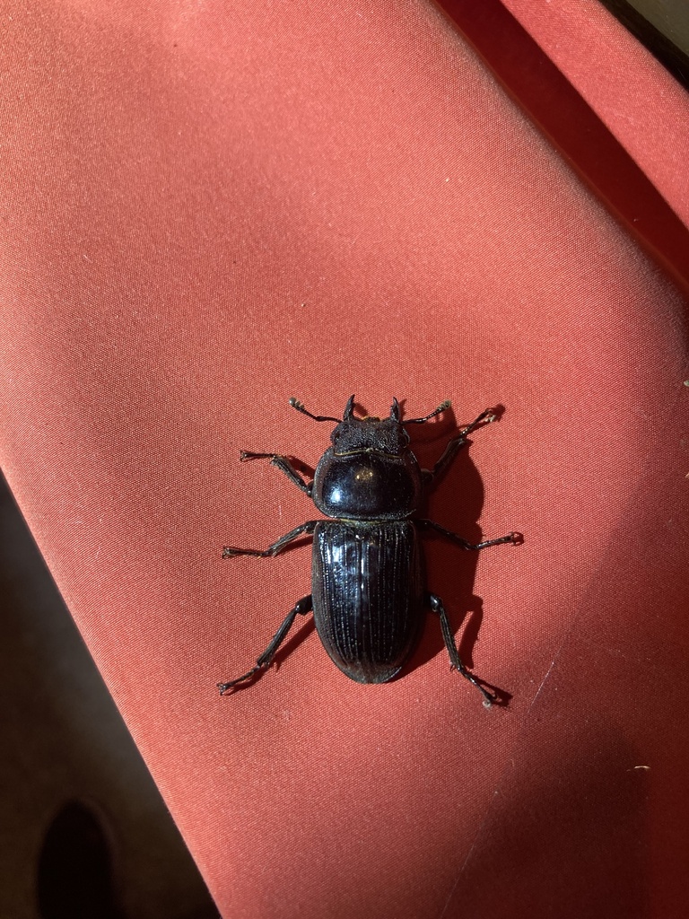 Dorcus grandis formosanus in June 2022 by sam_hsiao · iNaturalist