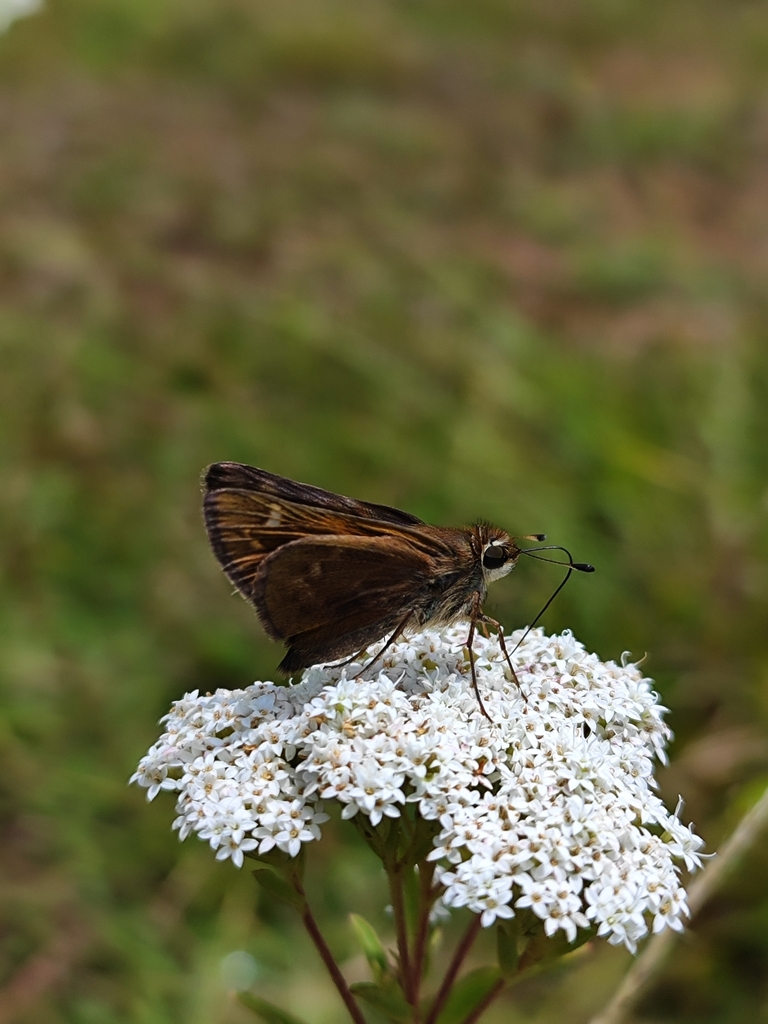 Huron Sachem from Maya, San Cristóbal de las Casas, Chis., México on ...
