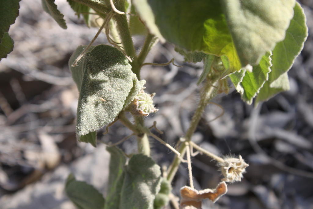 Desert Chinese Lantern from Adavale QLD 4474, Australia on August 14 ...