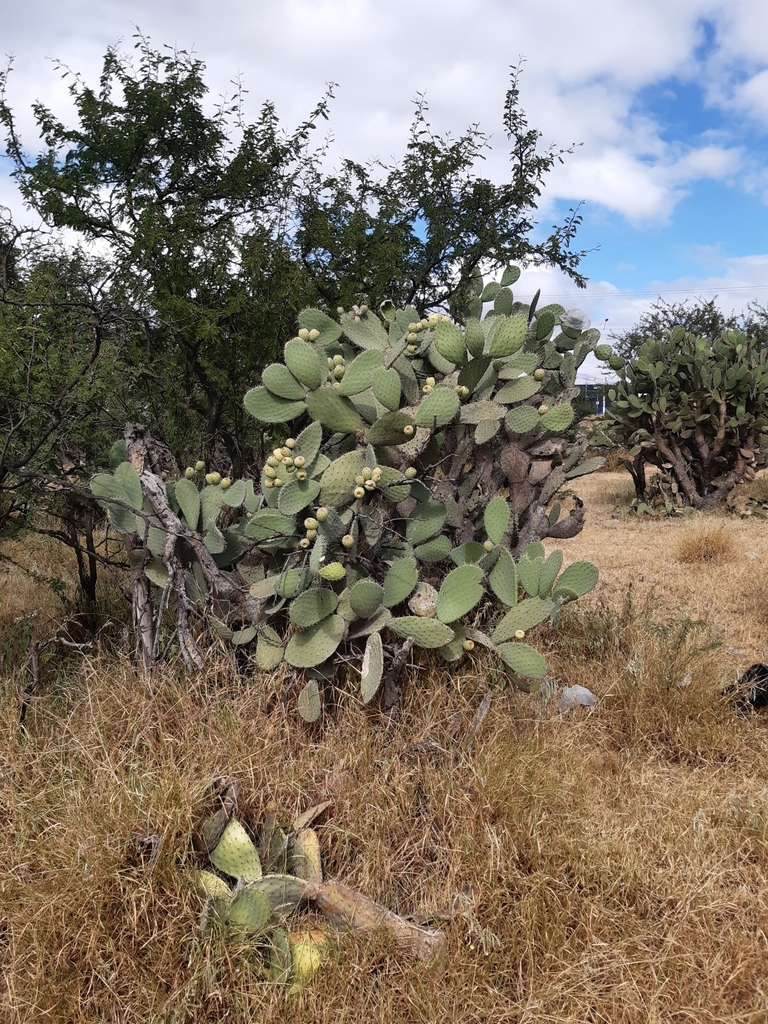 Opuntia joconostle from 76229 Qro., México on October 6, 2023 at 03:04 ...