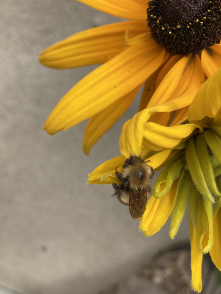 Perplexing Bumble Bee from Douglasdale, Calgary, AB T2Z, Canada on ...