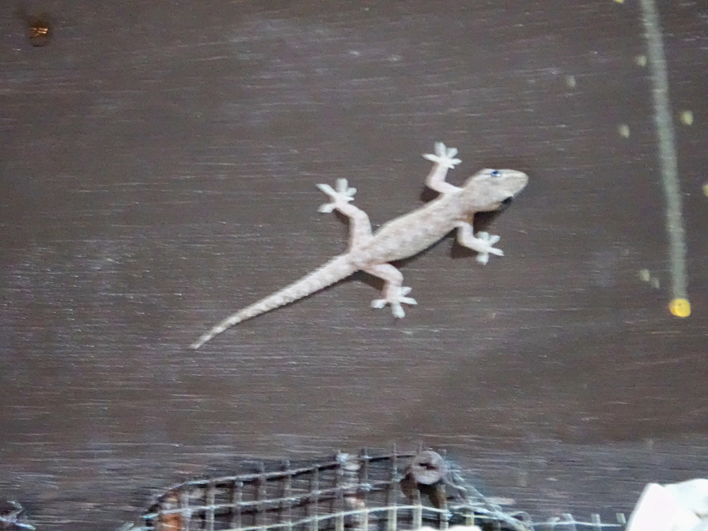 Asian House Gecko from Bahía de Banderas, Nayarit, Mexico on August 26 ...