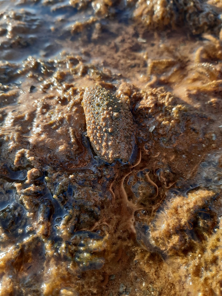 Peronia from Port Hedland, WA, Australia on October 4, 2023 at 06:34 AM ...