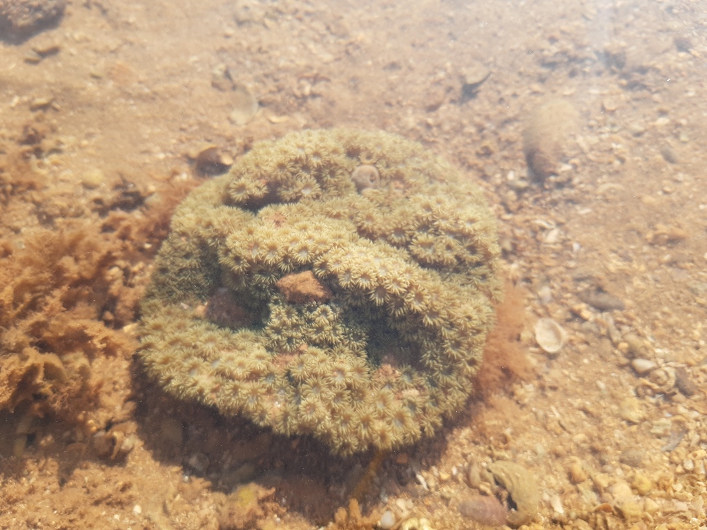 Pagoda Coral in October 2023 by the-reef-stalker · iNaturalist