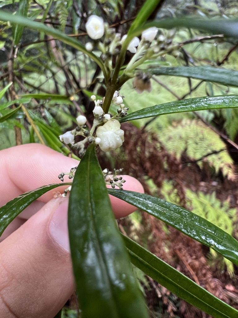 Logania albiflora from Springbrook National Park, Springbrook, QLD, AU ...