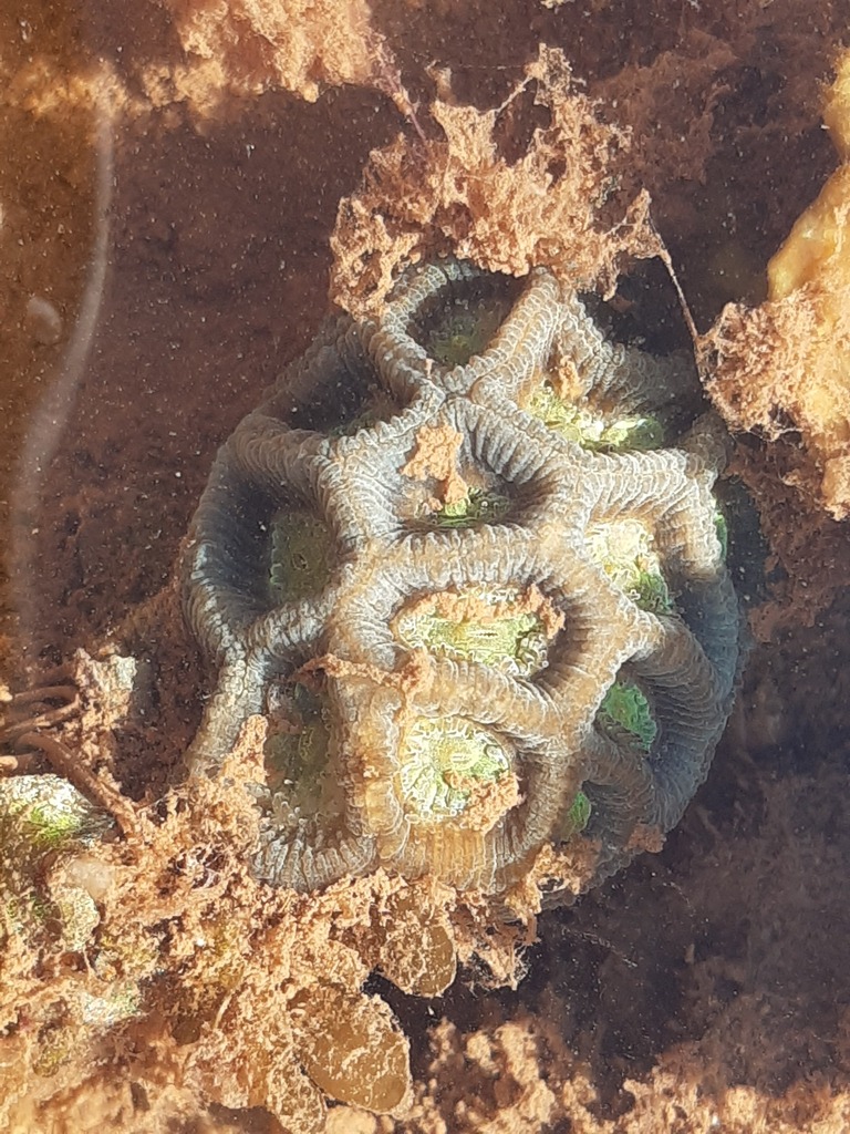 Coelastrea palauensis in October 2023 by the-reef-stalker · iNaturalist