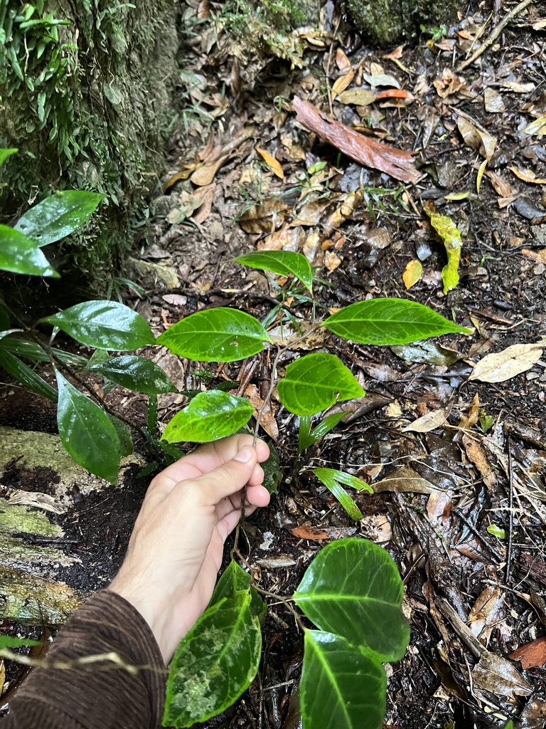 Embelia from Springbrook National Park, Springbrook, QLD, AU on October ...