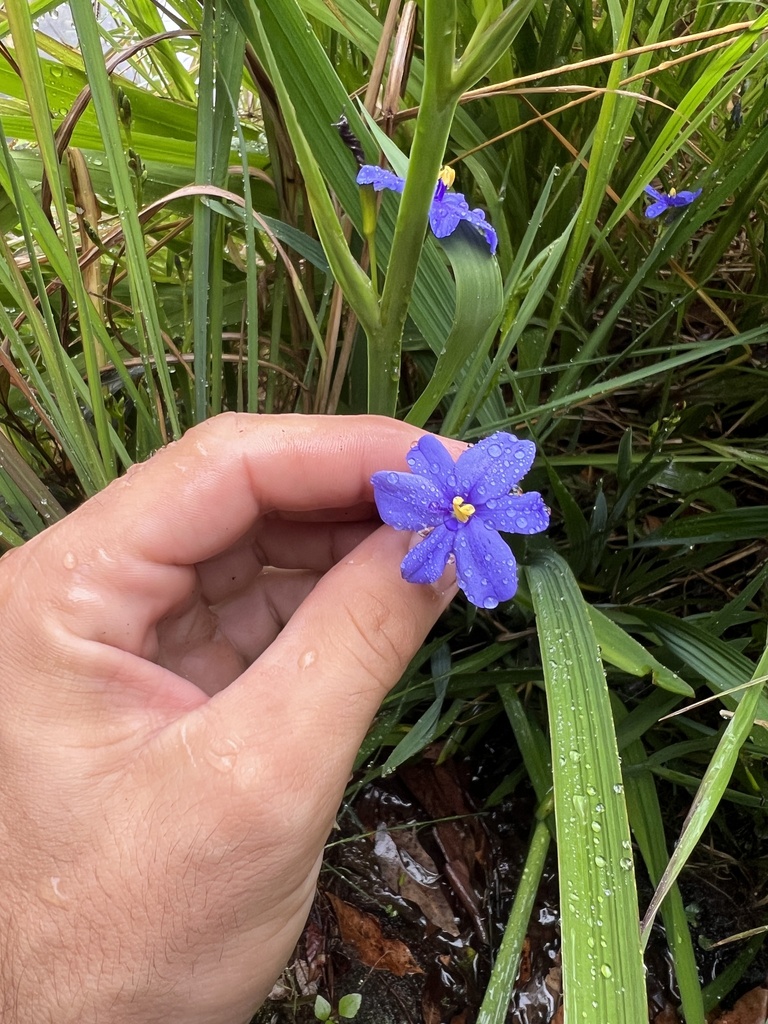Blue corn-lily from Springbrook National Park, Springbrook, QLD, AU on ...