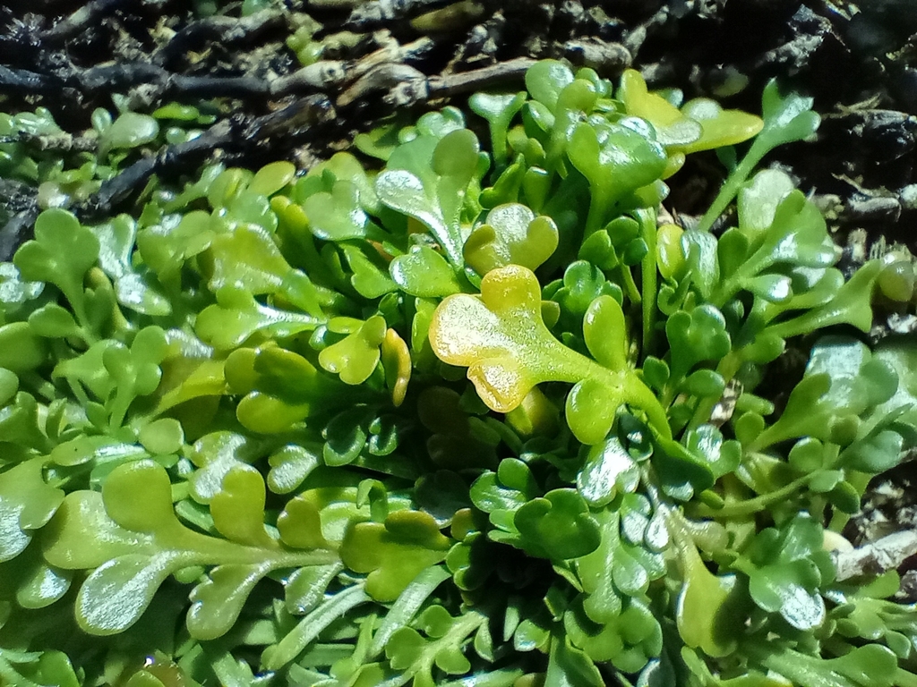Coastal Cress in October 2023 by John Barkla. Rare, in coastal ...