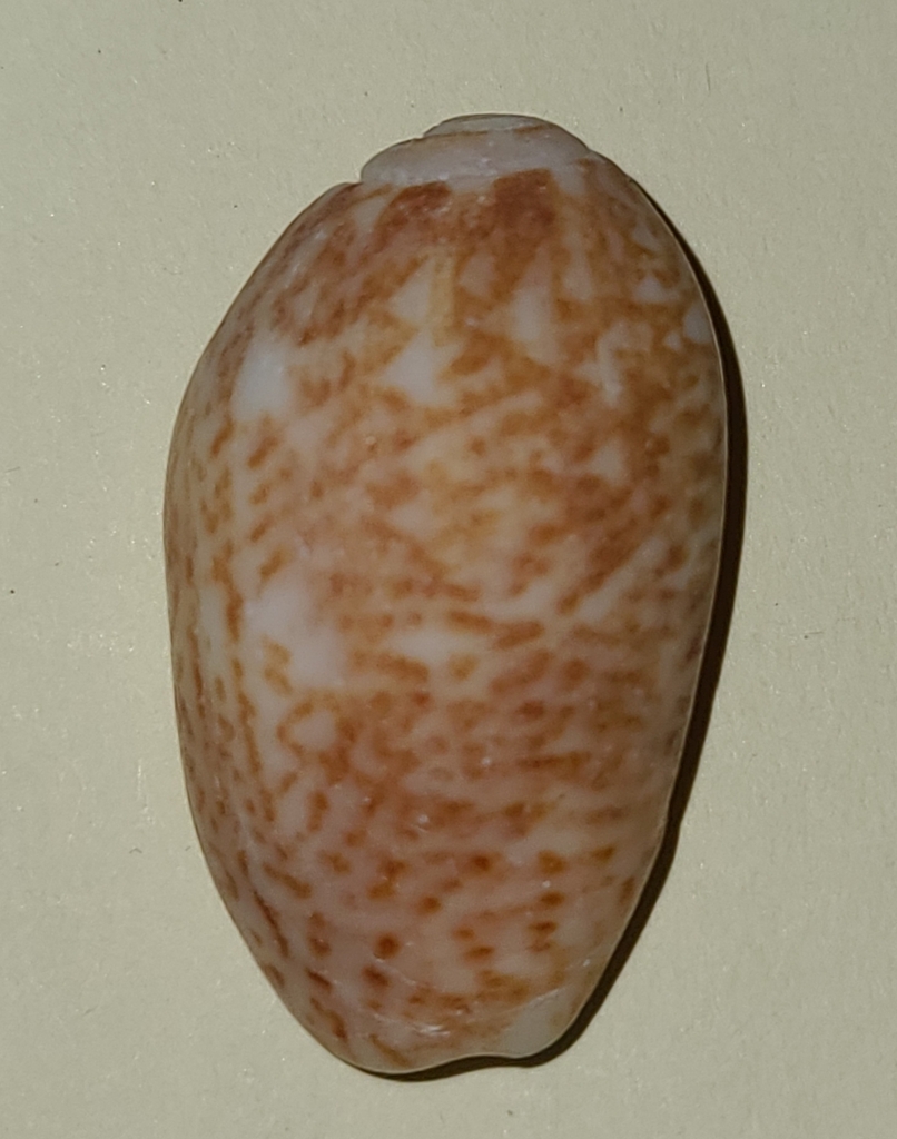 angled olive from México on October 6, 2023 at 08:59 AM by Alberto ...