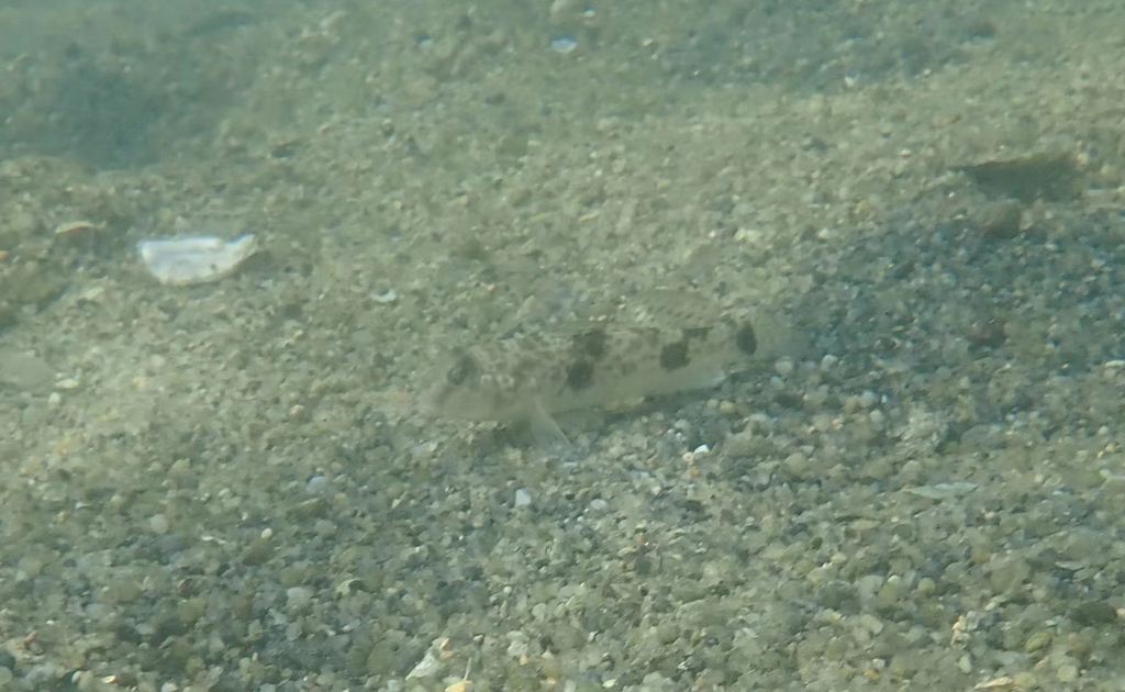 Hairfin Goby from 中国海南省陵水黎族自治县 on September 28, 2023 at 02:30 PM by ...