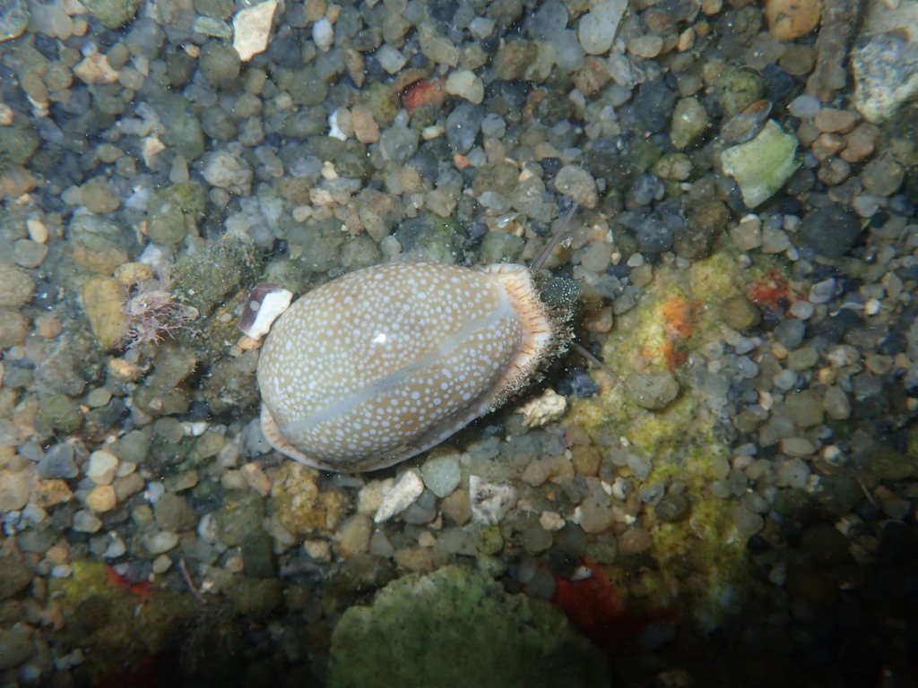 Eroded Cowry from 中国海南省陵水黎族自治县 on September 28, 2023 at 02:30 PM by ...