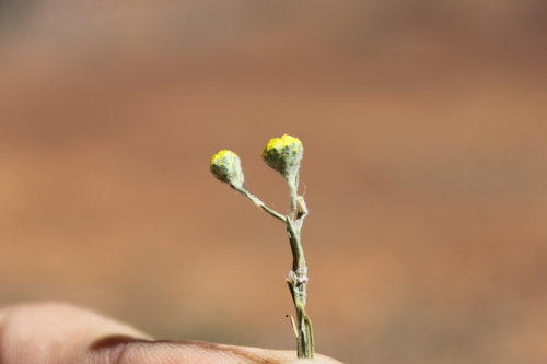 Gnephosis arachnoidea · iNaturalist Australia