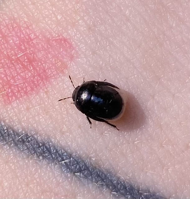 Ebony Bugs in October 2023 by Hannah. vv1 · iNaturalist