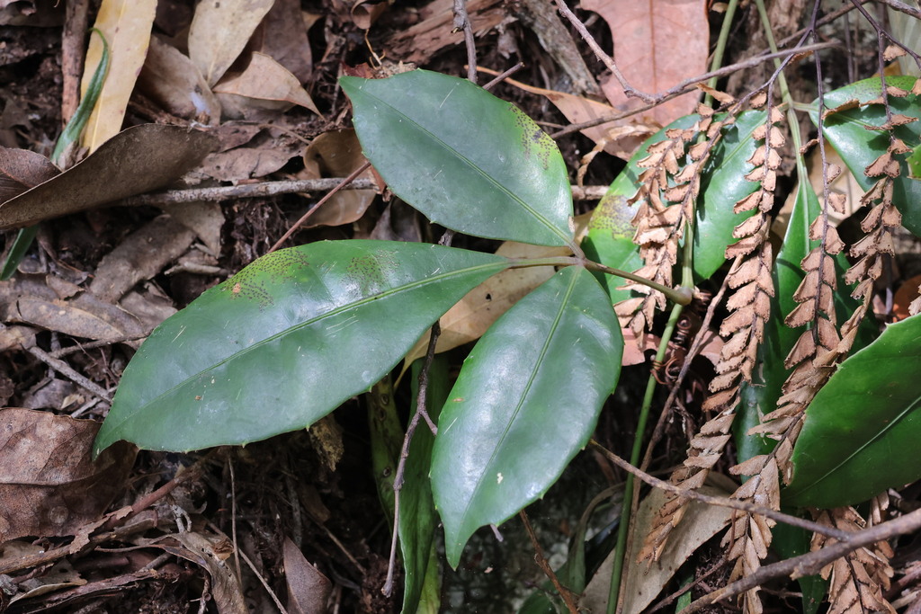 Native Grape from Binna Burra QLD 4211, Australia on September 22, 2023 ...