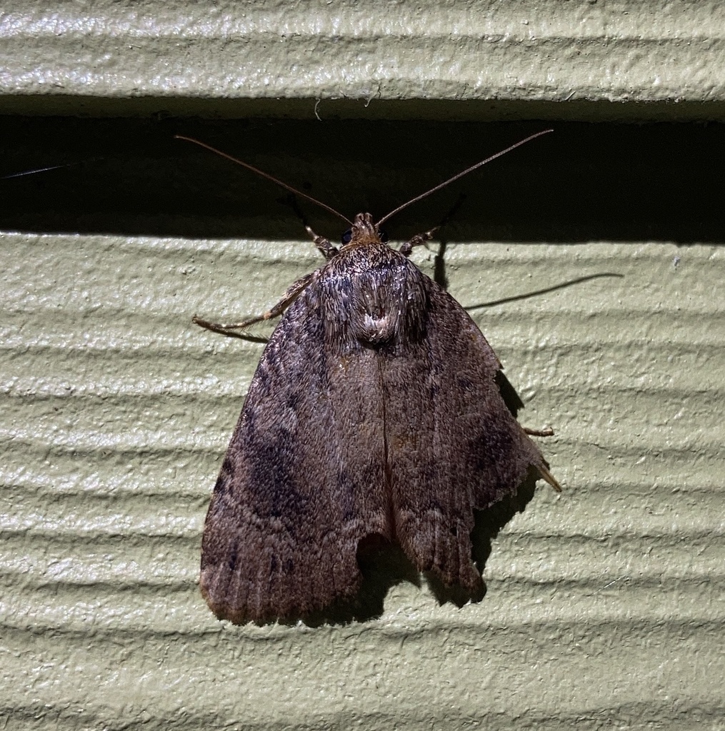 American Copper Underwing in October 2023 by Hannah. G84 · iNaturalist