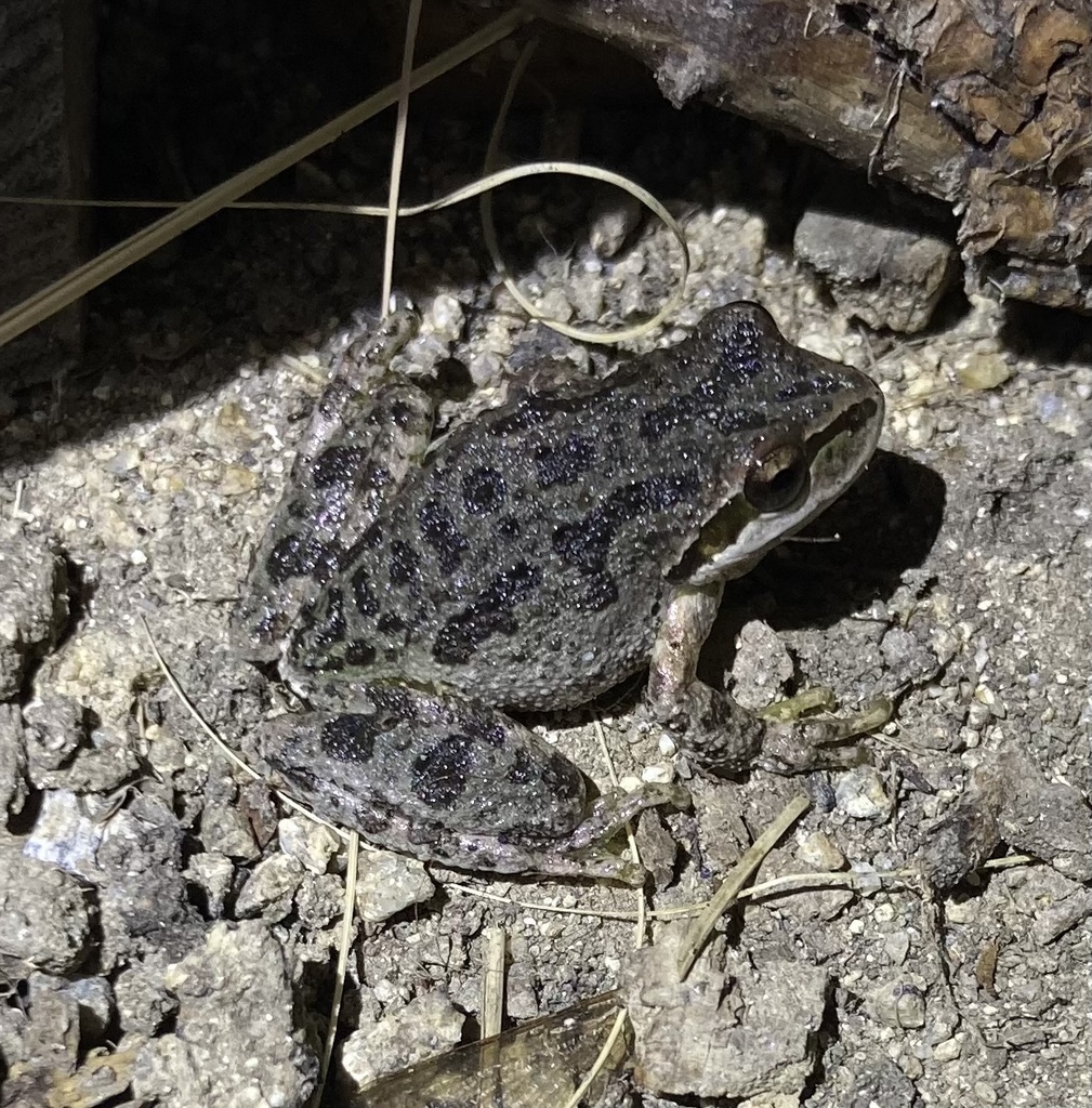 Northern Pacific Tree Frog in October 2023 by Hannah. oo54 · iNaturalist