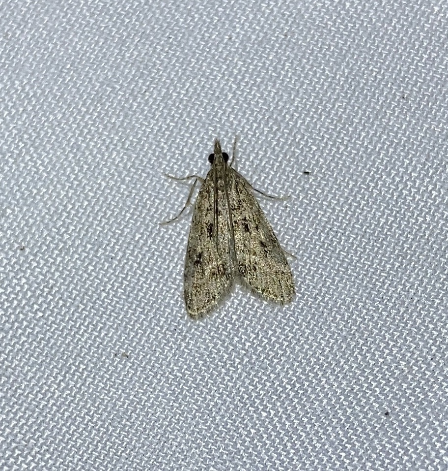 Moss-eating Crambid Snout Moths in October 2023 by Hannah. oo61 ...
