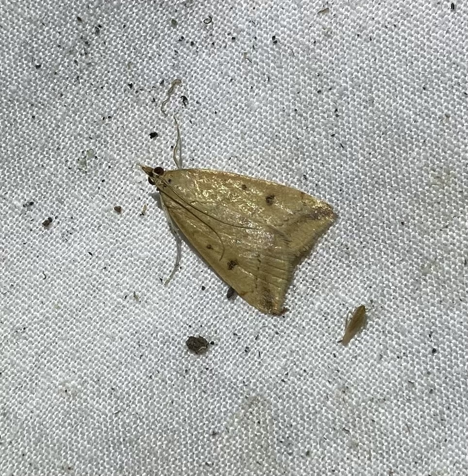 Crambid Snout Moths in October 2023 by Hannah. qq86 · iNaturalist