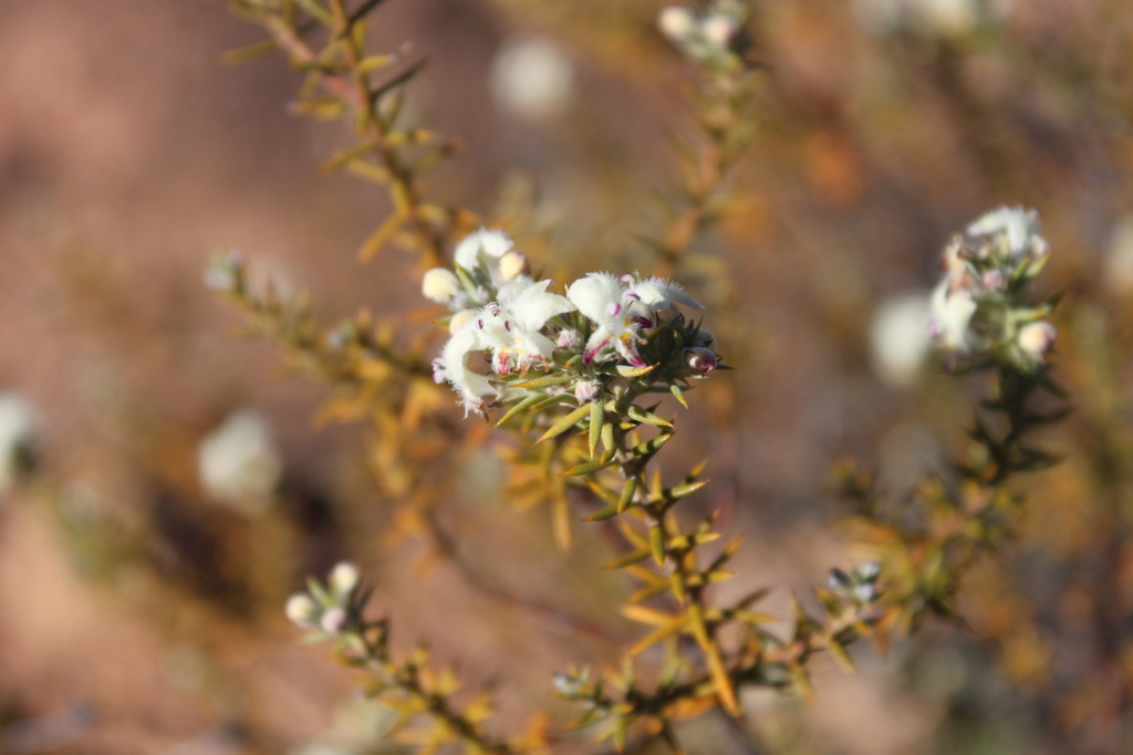 flowering plants from Quilpie QLD 4480, Australia on August 15, 2013 at ...