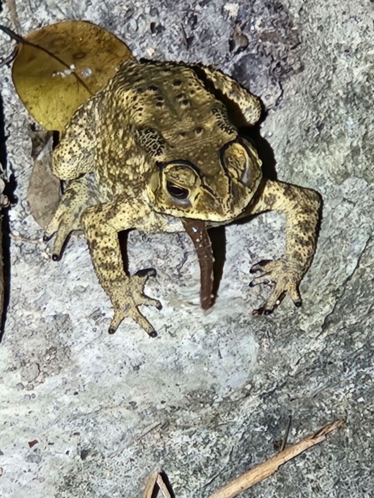 Asian Common Toad from The Peak, Hong Kong on October 3, 2023 at 09:01 ...