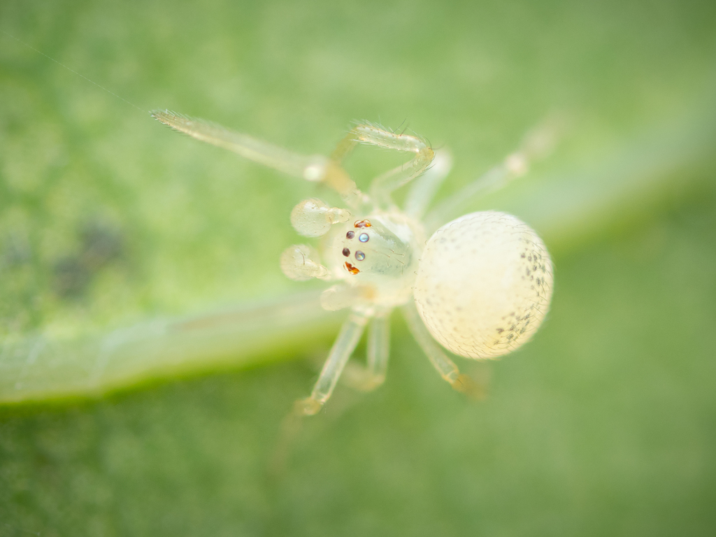 Sputnik Spider from Bezirk Steglitz-Zehlendorf, Berlin, Deutschland on ...