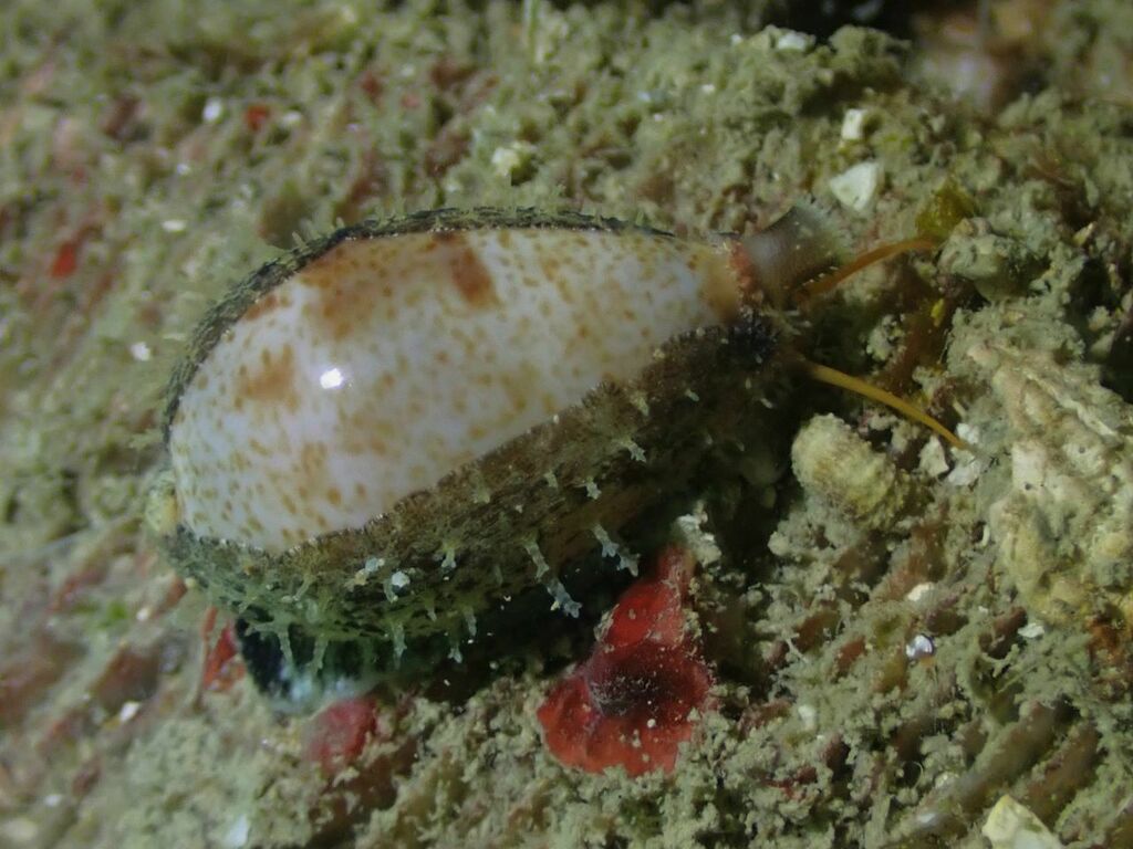 Walker's cowrie from West, SG on October 7, 2023 at 09:25 AM by Tsu Soo ...