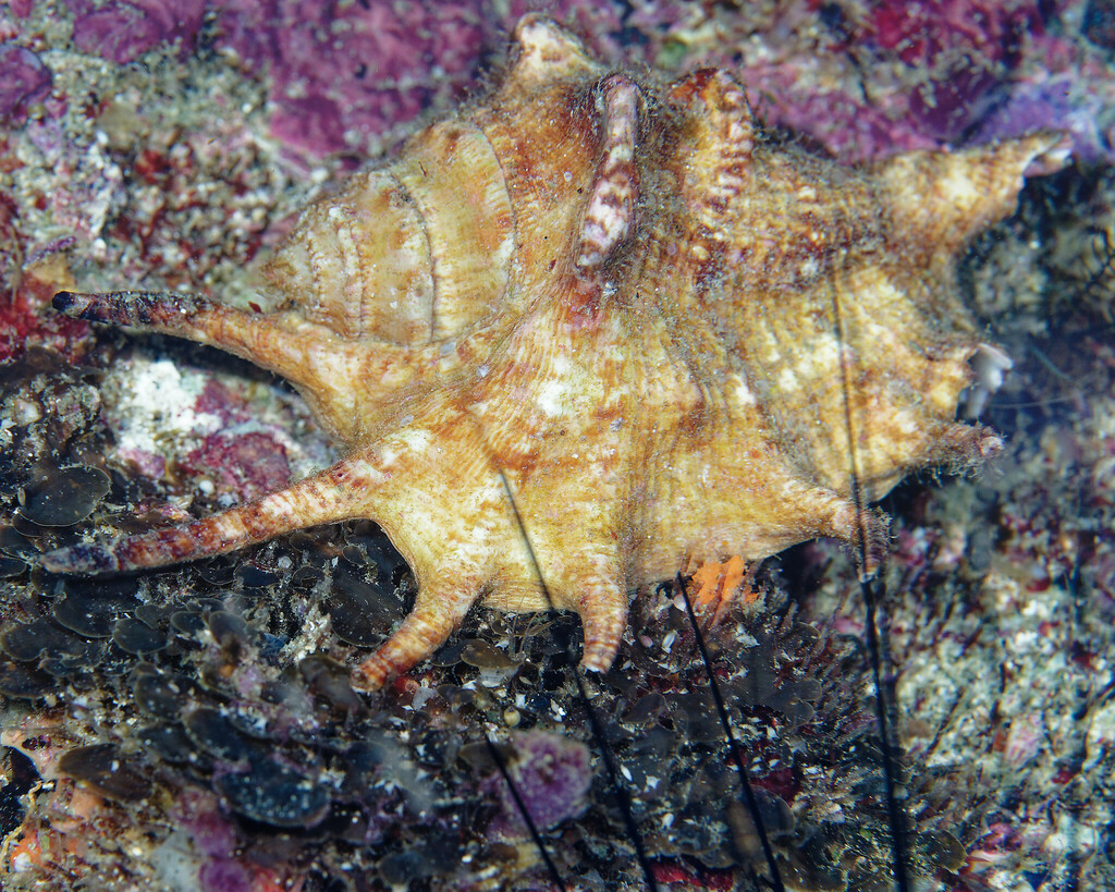 Common Spider Conch from Gato Island, Philippines on June 18, 2023 at ...