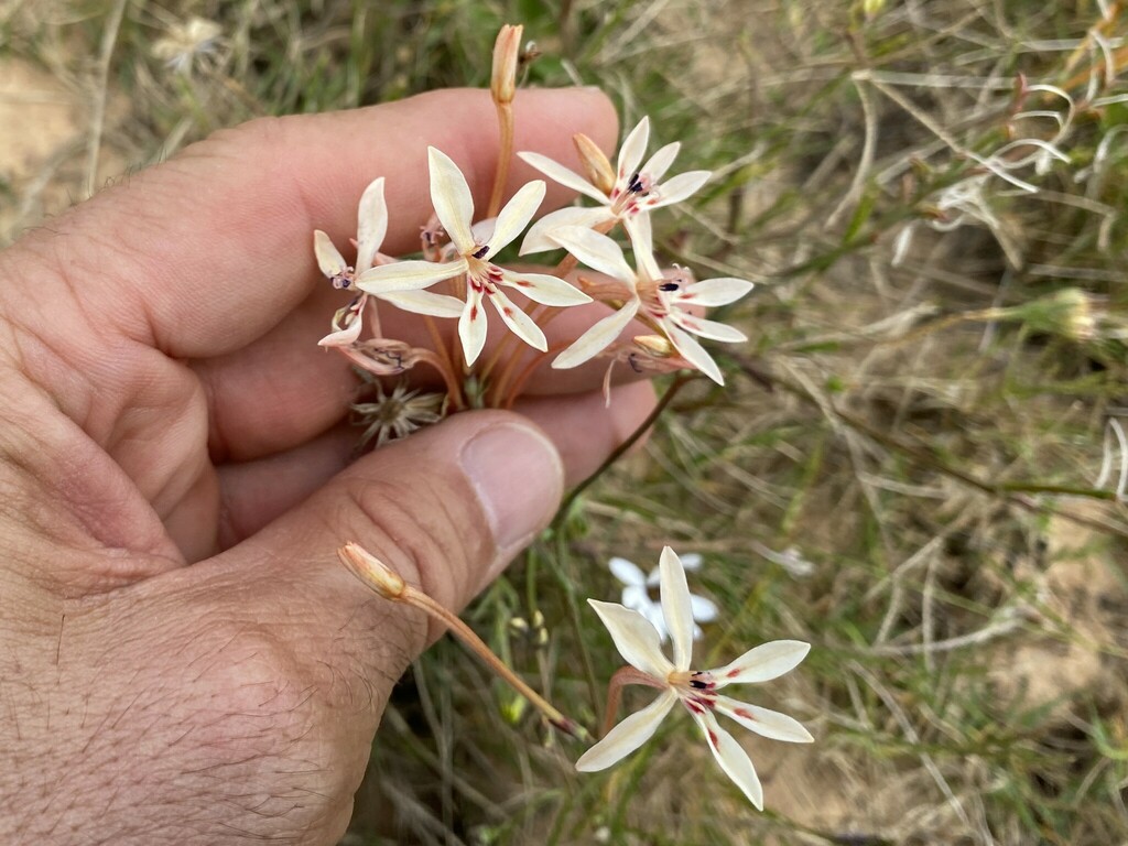 Long Kabong from West Coast District Municipality, South Africa on ...
