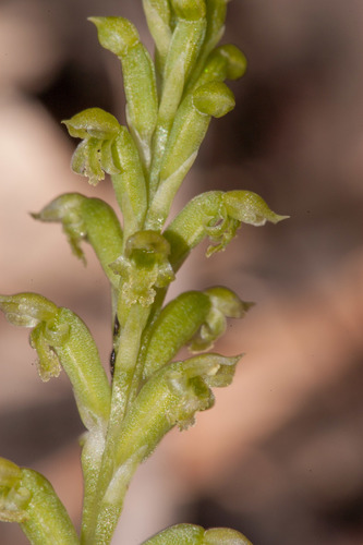 Woodland Onion-orchid (Microtis frutetorum) · iNaturalist United Kingdom