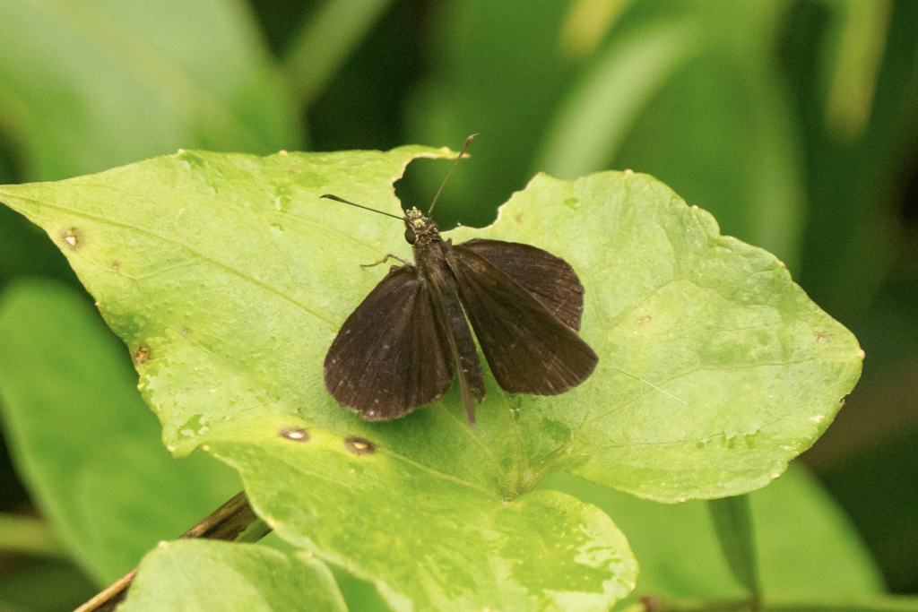 Forest Hopper from Sai Kung, Hong Kong on September 7, 2023 at 12:32 PM ...