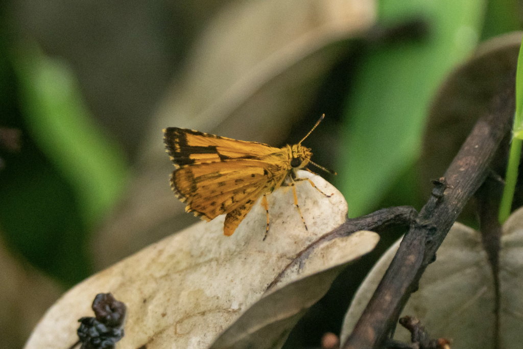 Common Bush Hopper from Sai Kung, Hong Kong on September 7, 2023 at 10: ...