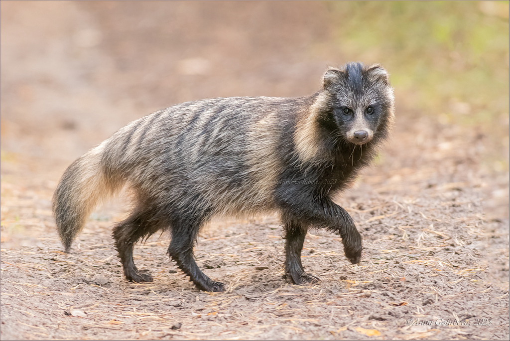 Mainland Raccoon Dog in September 2023 by Анна Голубева · iNaturalist