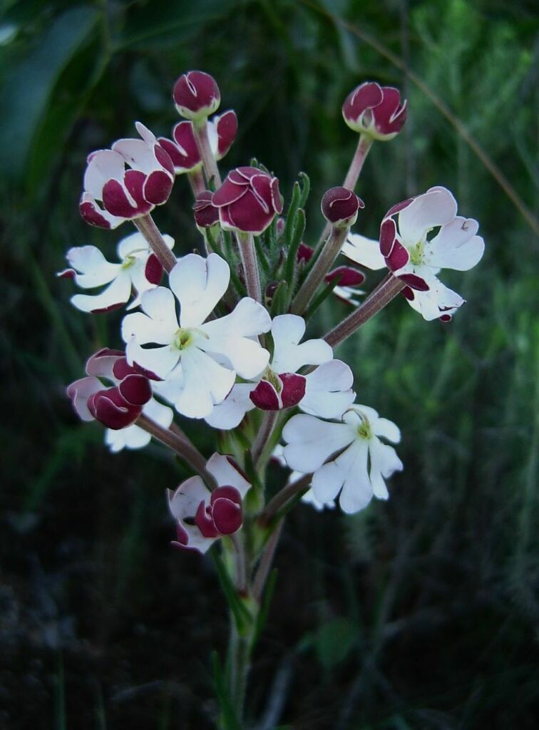 Zaluzianskya tropicalis from Nyamuziwa Falls, Nyanga National Park ...