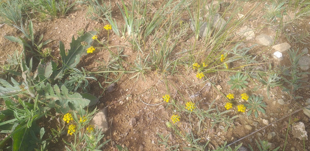 Bupleurum bicaule from Batcengel, Mongolia on August 11, 2020 at 10:06 ...