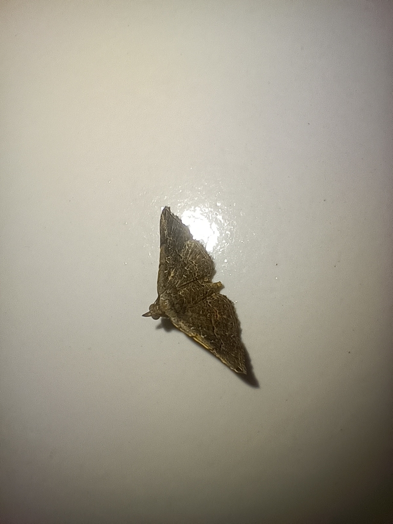 Winged and Once-winged Insects from Jambli Naka, Thane West, Thane ...