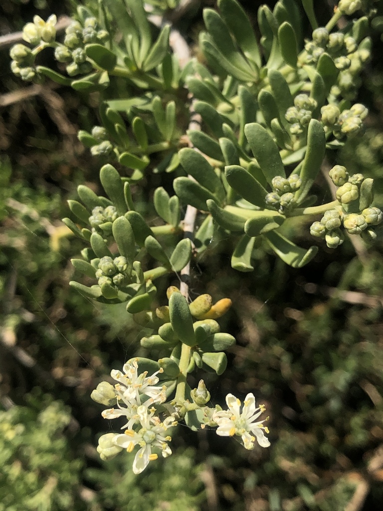 nitre bush from Onkaparinga River Recreation Park, Noarlunga Downs, SA ...
